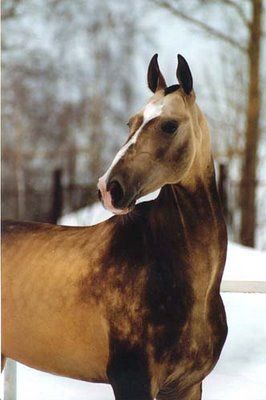 Equitación y Todo Sobre Caballos: Información Básica