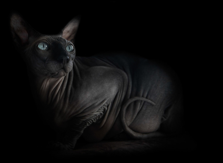 White Wolf : Unique beauty of furless Sphynx cats are captured in ...