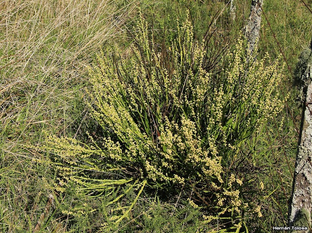 Flora Bonaerense: Carqueja (Baccharis trimera)