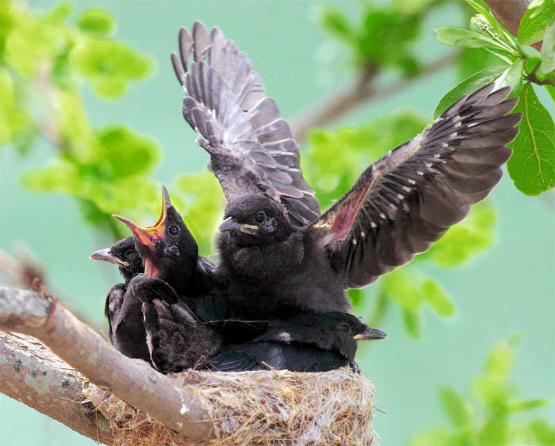 Wallpapers Unlimited: Beautiful Baby Birds