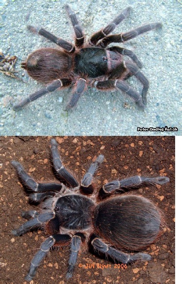 Aracno Hobby Brasil: Acanthoscurria atrox