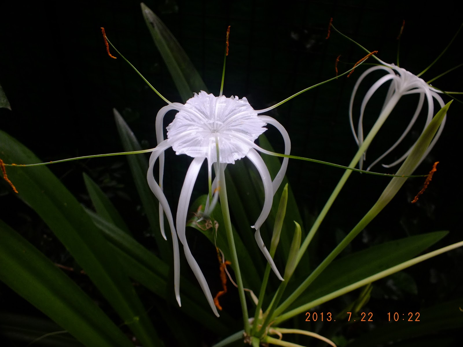 Photography with Dr. Ernie.: Flowers: Hymenocallis littorallis, spider ...