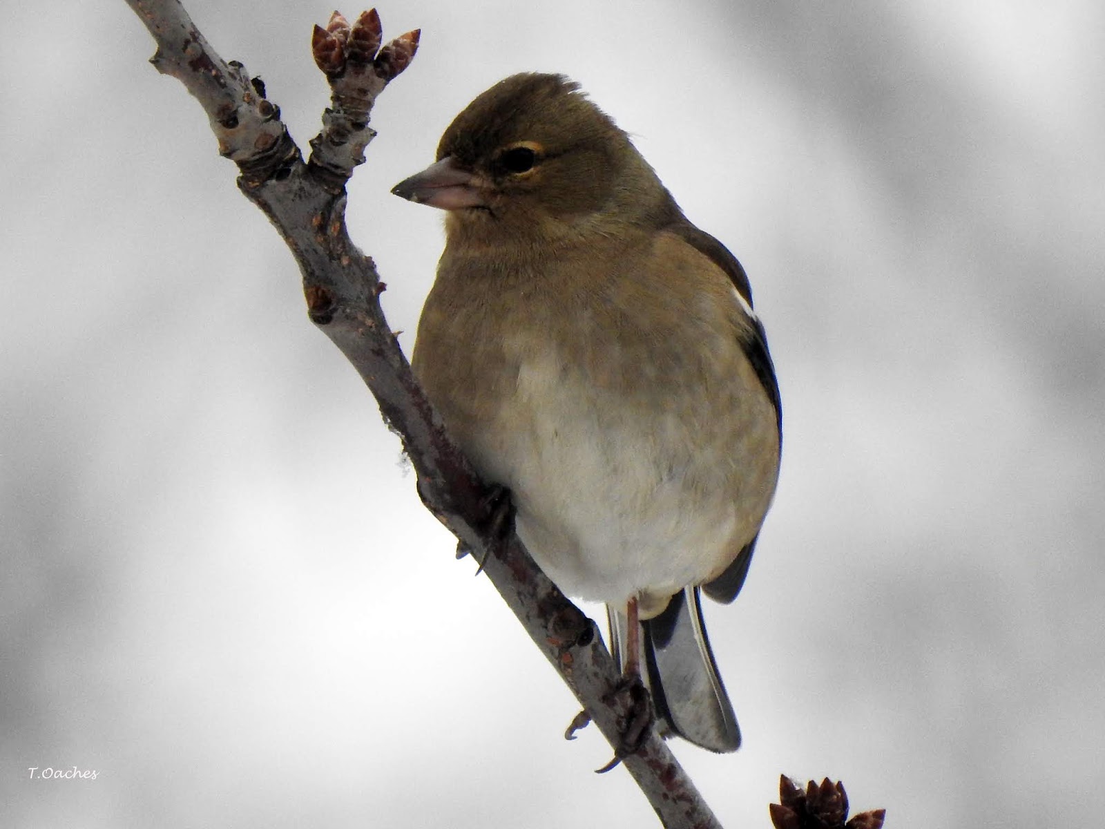 PASARI DIN ROMANIA: CINTEZA, Fringilla coelebs