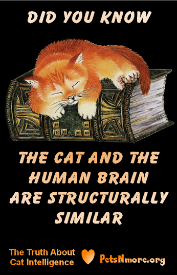 Pets N More: The Truth about Cat Intelligence