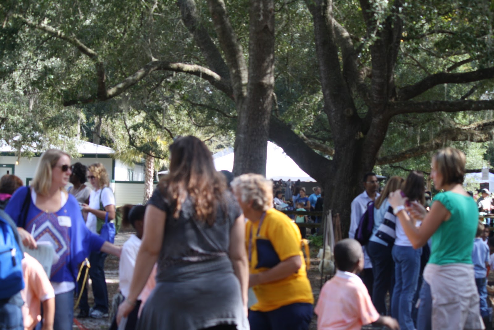 The Blue Whale and Other Travel Tales: Ocali Days at Silver River ...