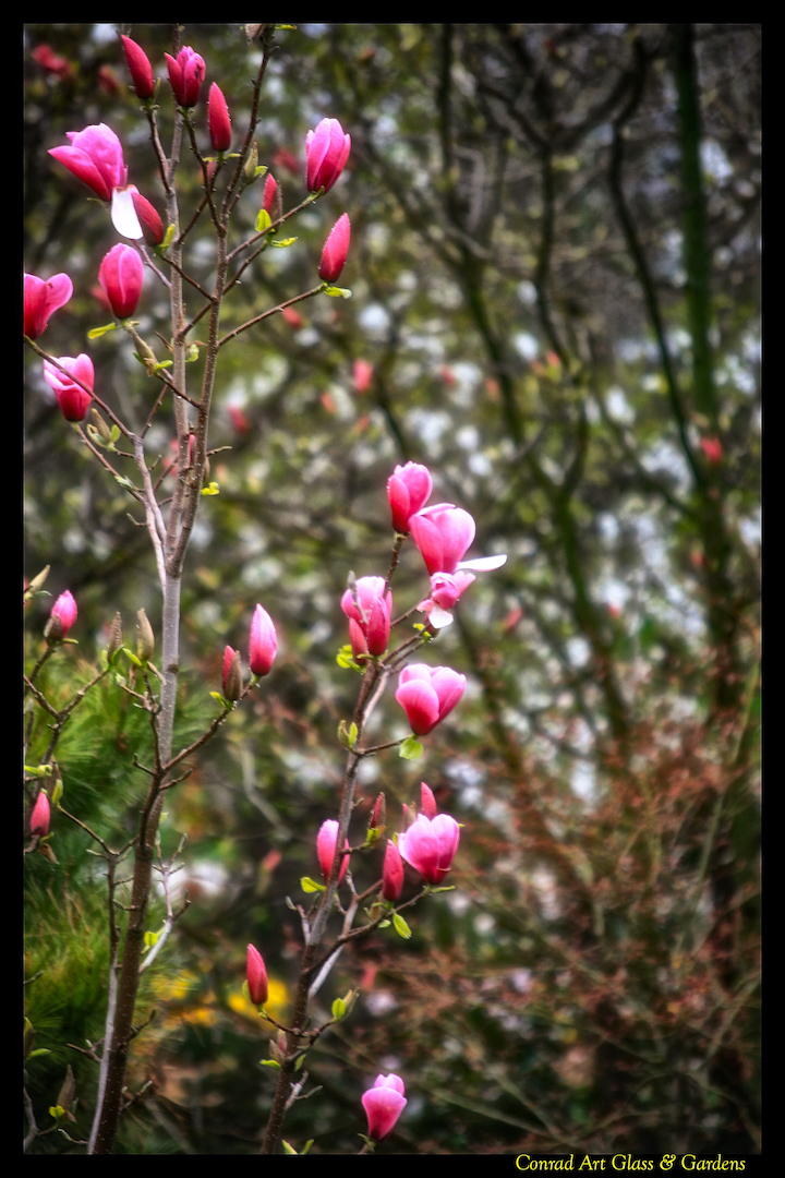 Conrad Art Glass & Gardens: #2 of "The 2017 garden year in review ...