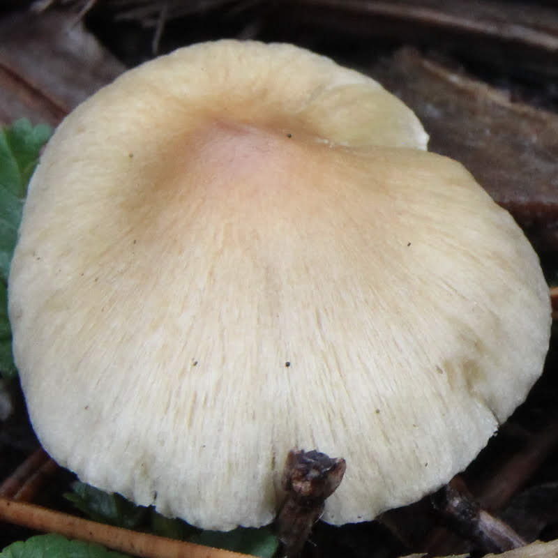 El mundo microscópico de los hongos: Inocybe posterula (Britz)Sacc