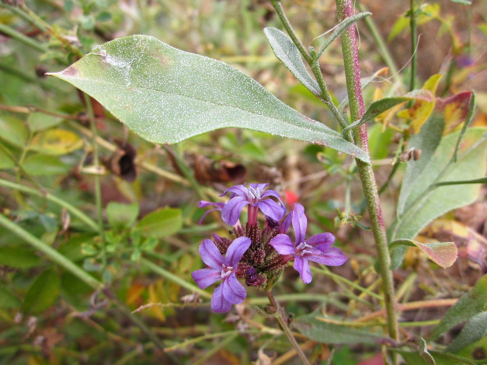 LA ETNOBOTÁNICA, ESA CIENCIA INTERDISCIPLINAR: “NENGUNO NON ECHE YERBAS
