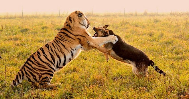 Chuyện của mãnh hổ và chó điên