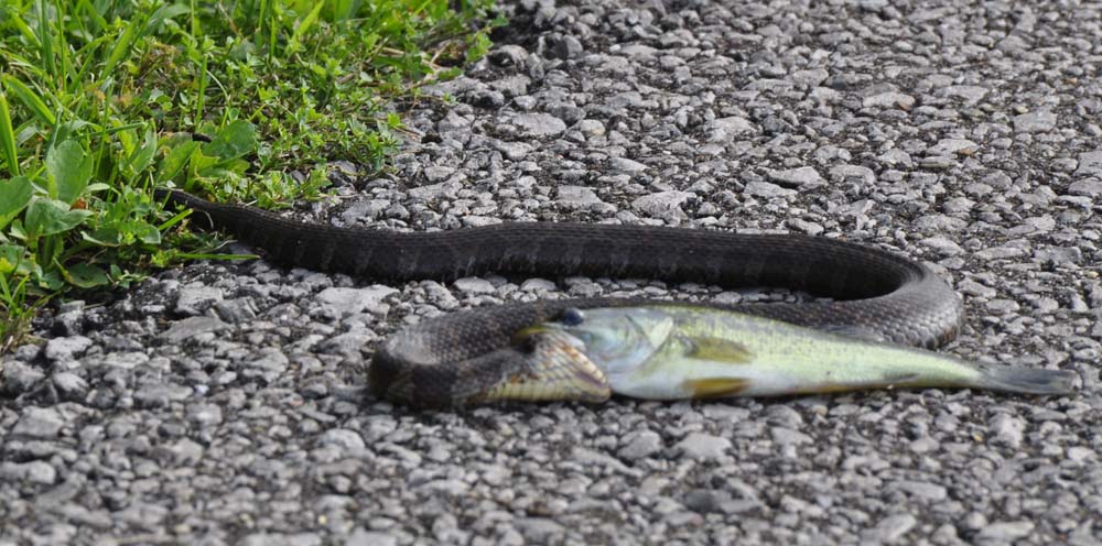 All Things Fishing: How Do You Teach A Snake Catch And Release?