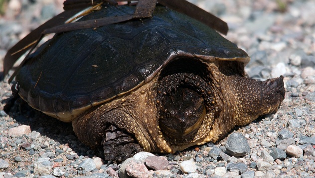 Me, Boomer and The Vermilon River: Skies, Scenes, Birds, Turtle Love ...
