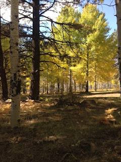 Exploring Northern Arizona: Driving Through Hart Prairie