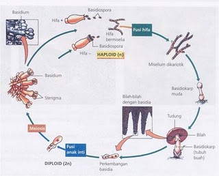 Anggadi Trashbag: Mikologi Jamur Merang