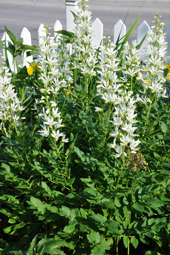 Three Dogs in a Garden: Mad Botany: Testing the Theory about Gas Plants