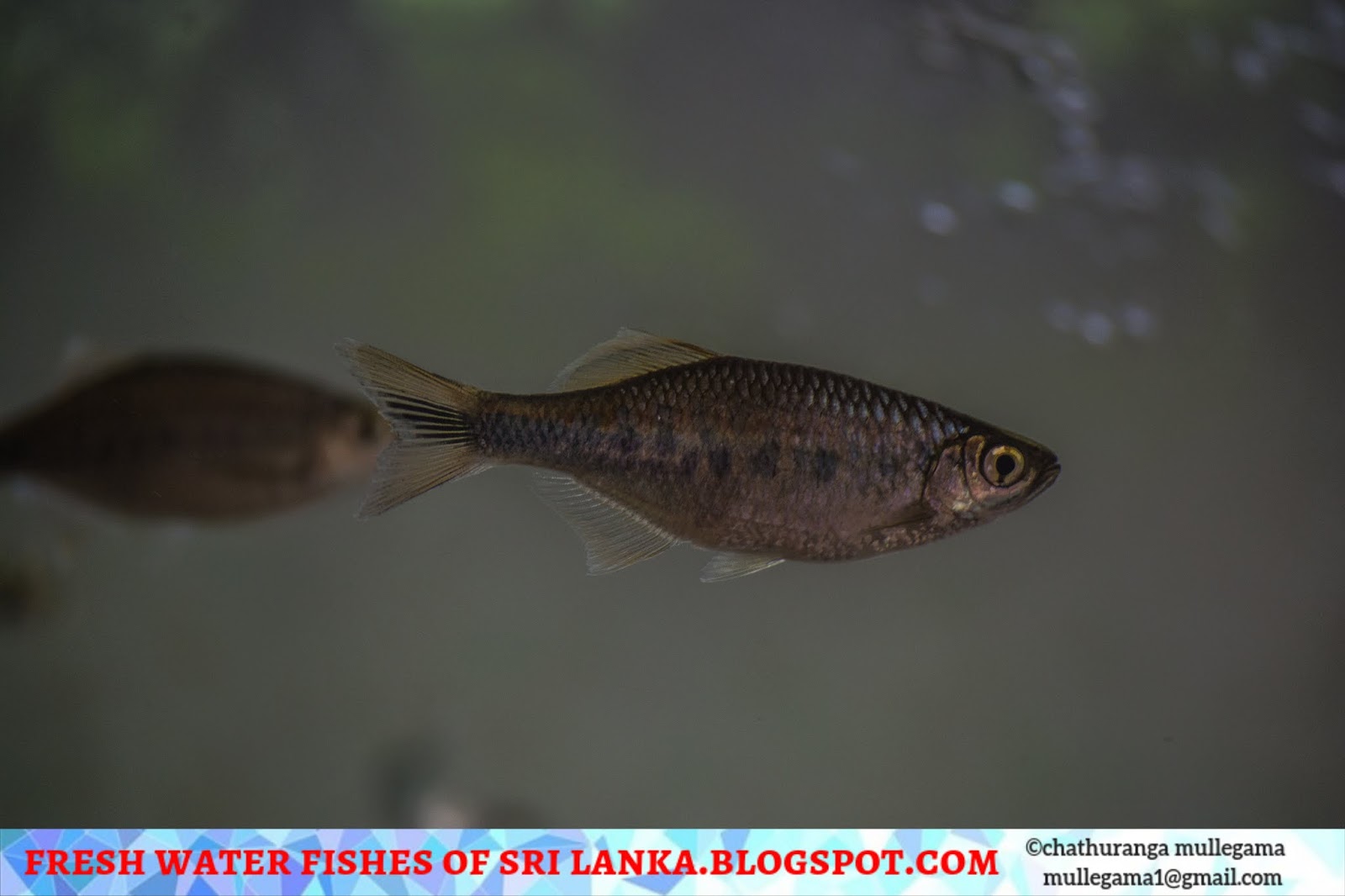 Barred danio/ Pathirana salaya (Danio pathirana) | FRESHWATER FISHES OF ...