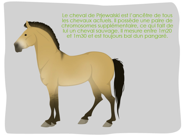 J'en parlerai a mon cheval: Propriétés Physiques 23