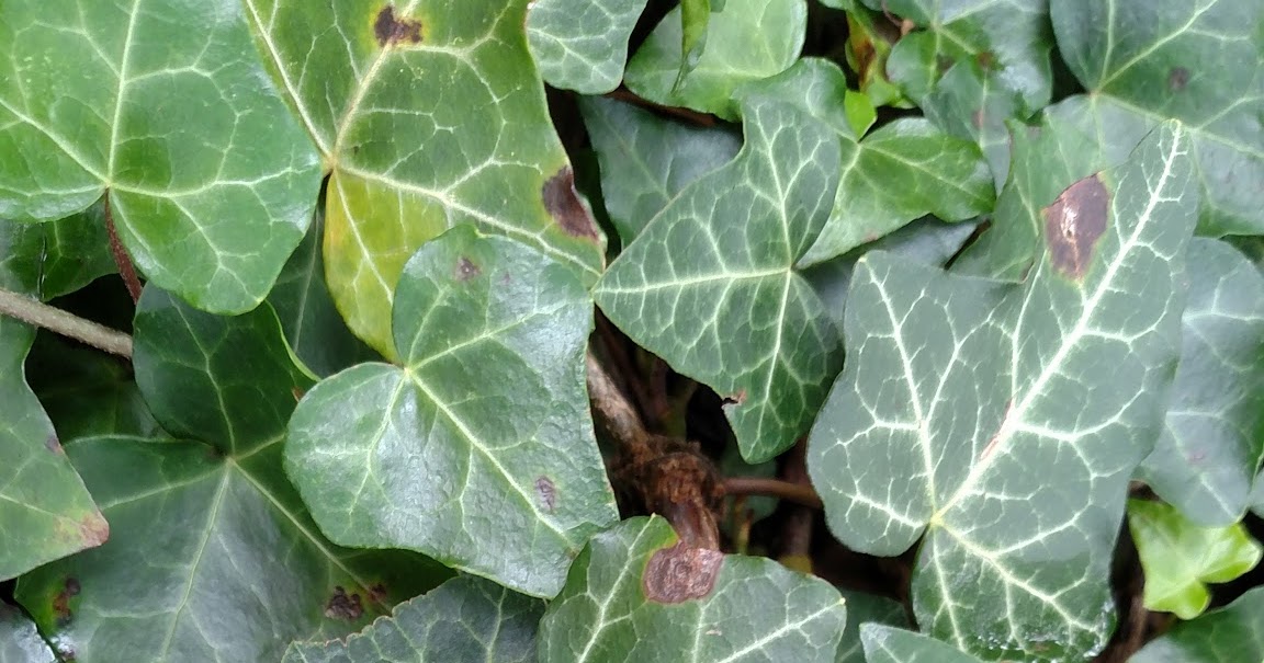 Beth McKinzie Plant Pathology: Bacterial leaf spot on ivy