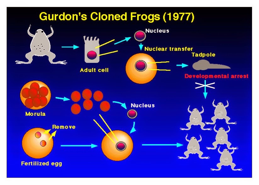 Prinsip Dasar Kloning ~ Pelangi Biologi
