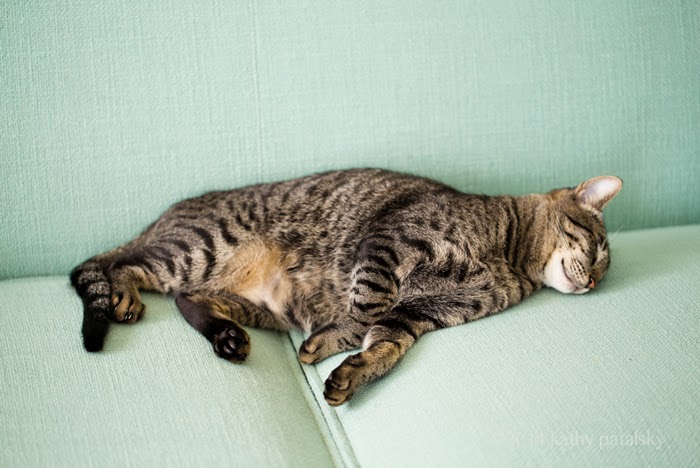 Review: Vegan Mac and Cheese in-a-Box from Earth Balance ...