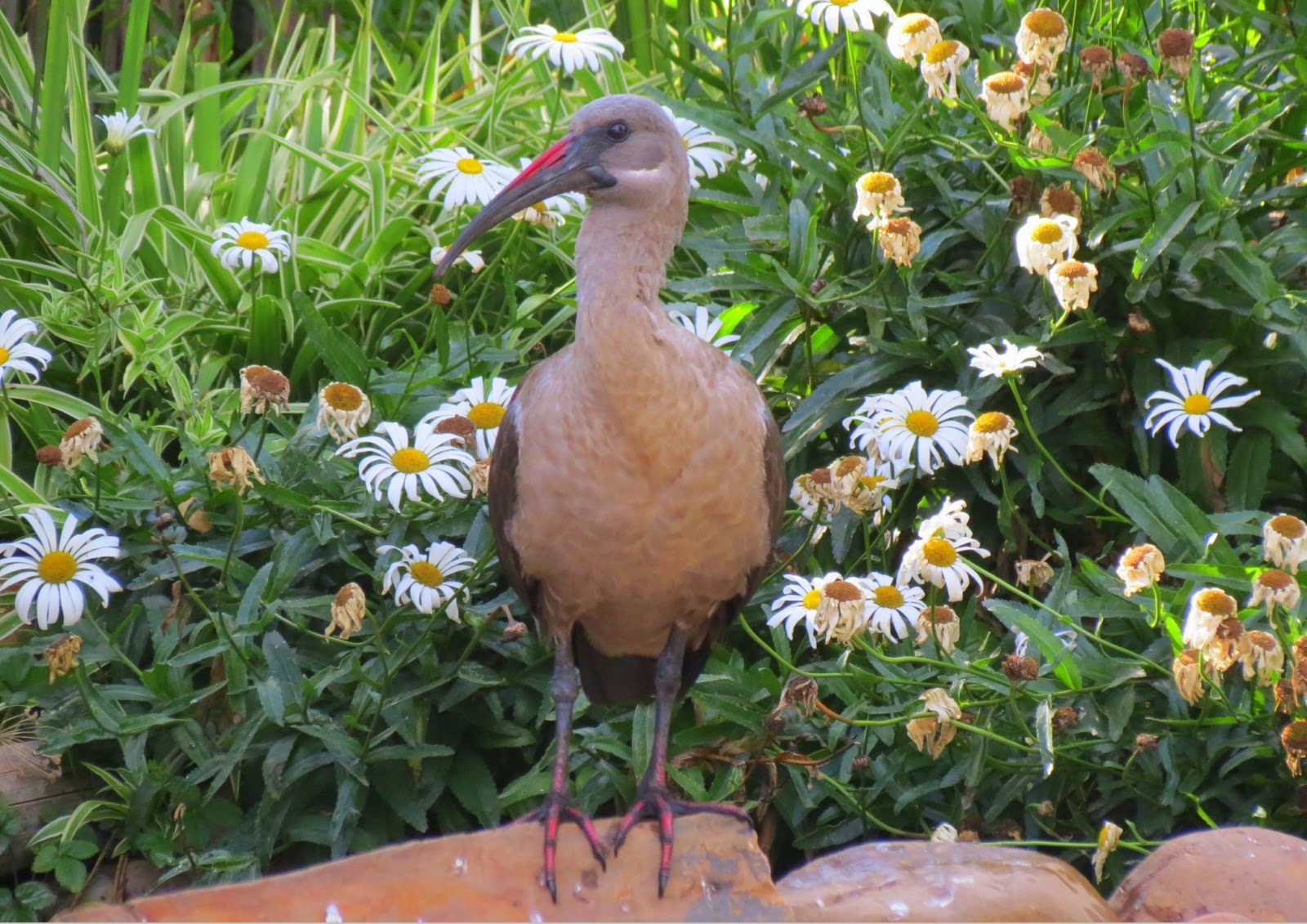 Kreatiewe Joernaal: kransduif