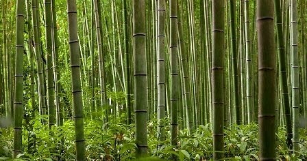 Frumoasa verde: Bambusul - această plantă miraculoasă + documentar