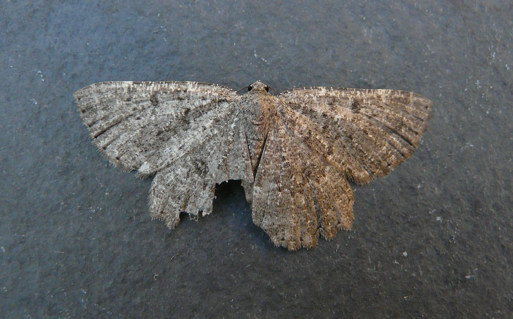 The Garden Moth Challenge: August 2013