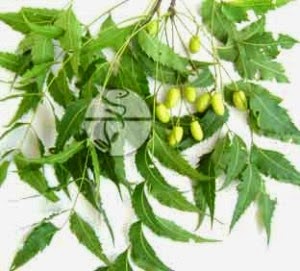 CUMA INFO: Manfaat Daun Neem atau Intaran