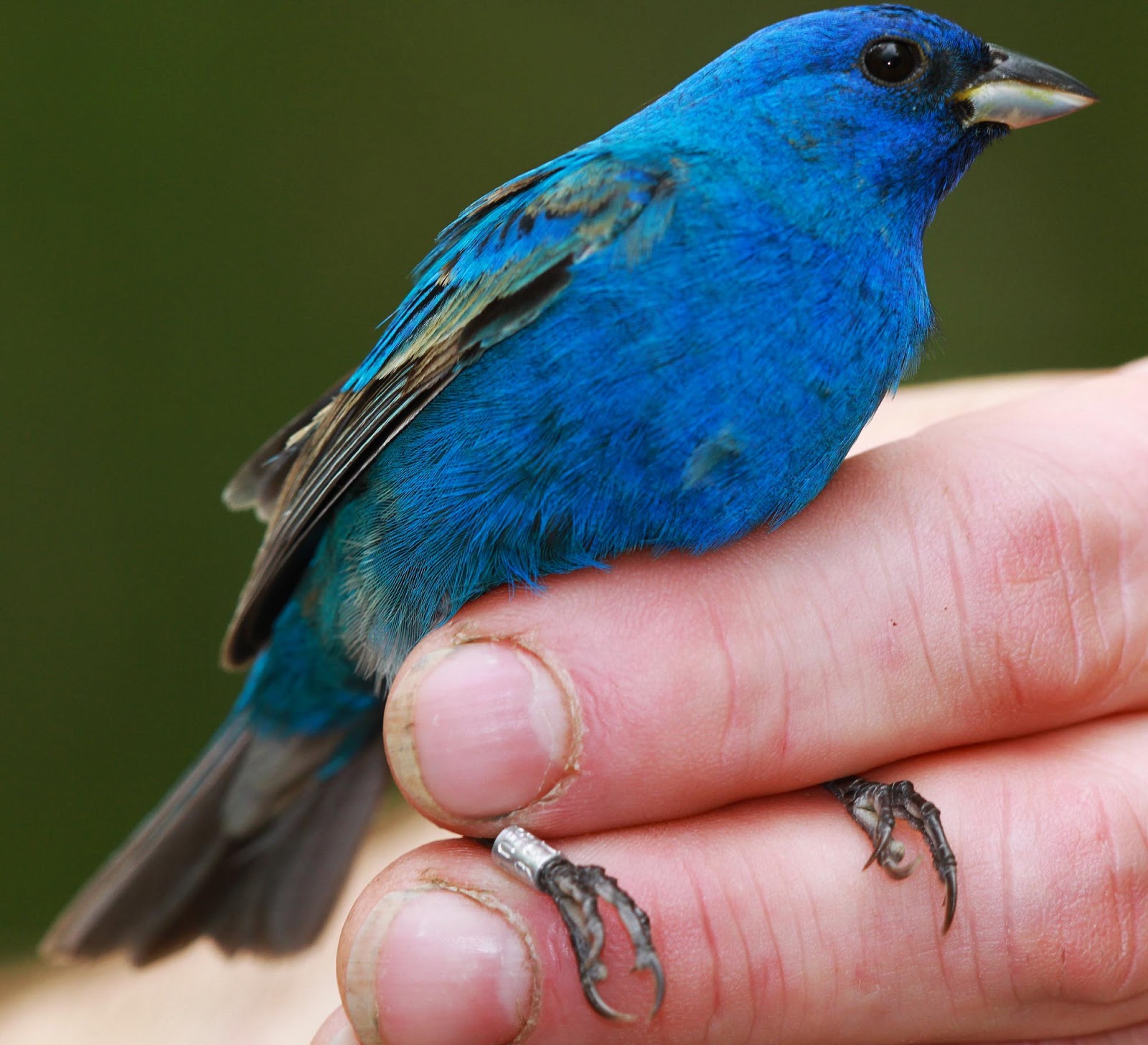 All of Nature: Spring Birds At Springbrook-Pileated to Indigo Bunting