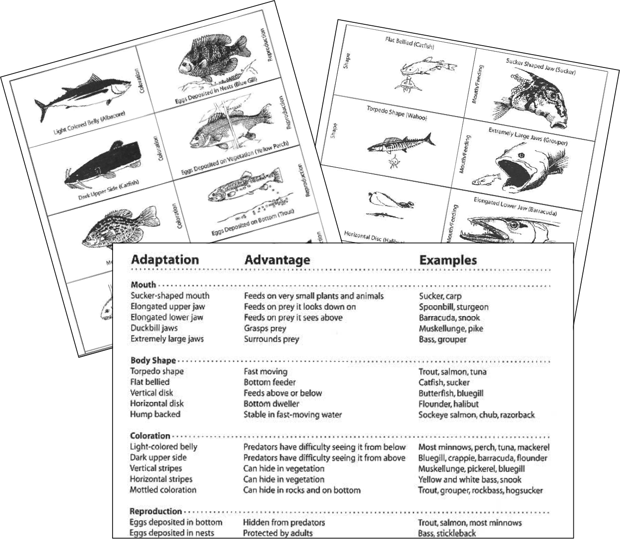 Fabulous 5th Grade Fun: Fashion a Fish!