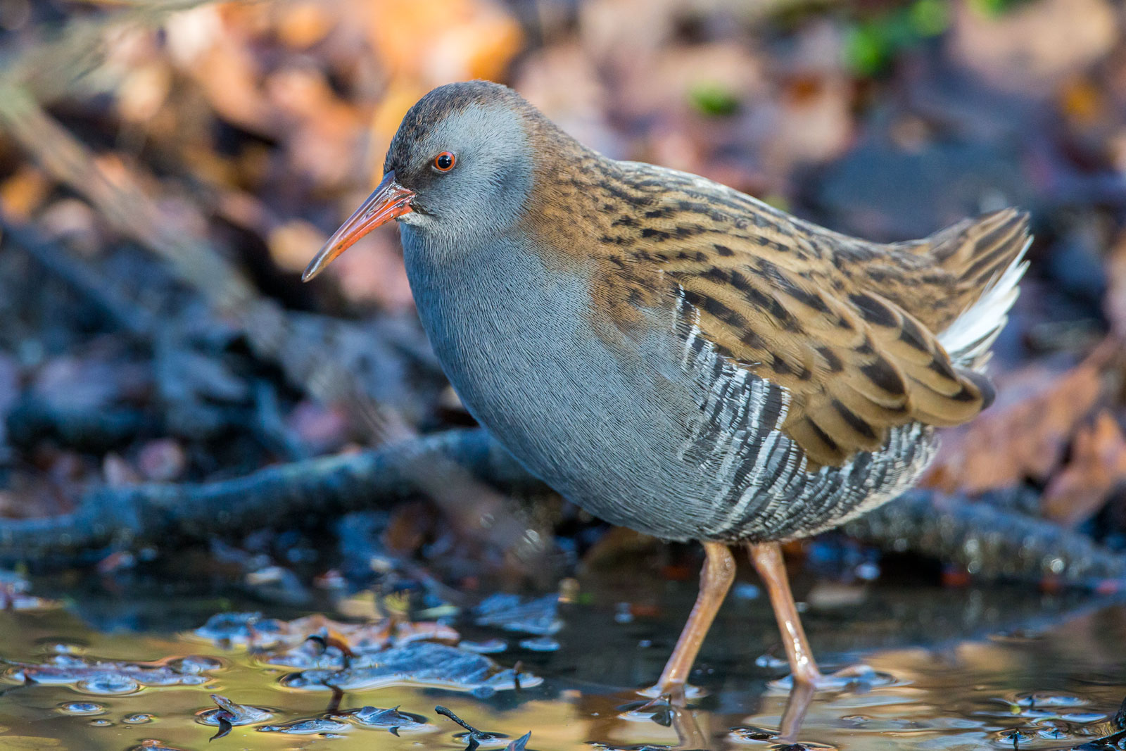 Darley Dale Wildlife: Water Rail - still showing well