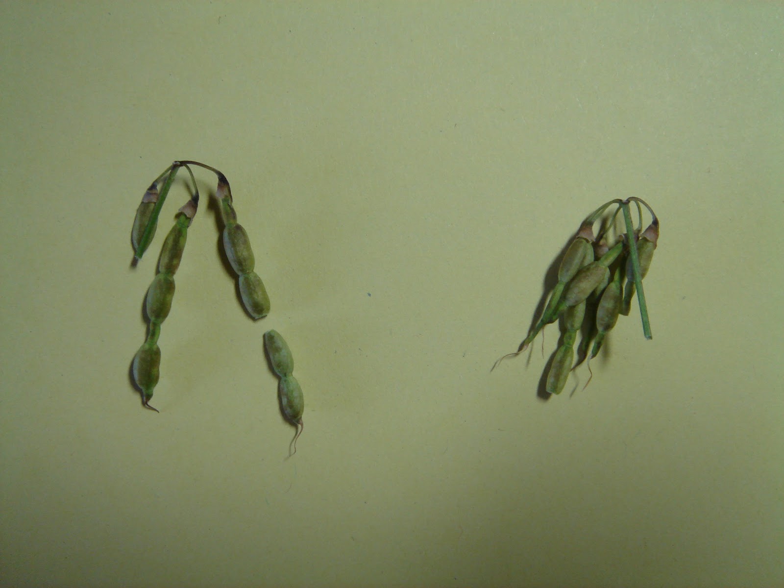 BLOG CLOROFILA: Fruto: Lomento.