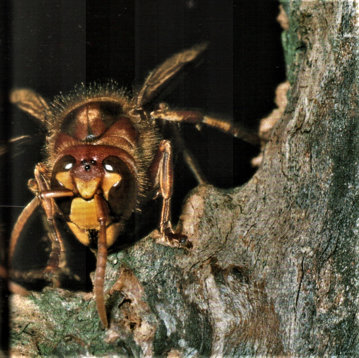 FANCY 1: ECOLOGIA - Farfalle -RAGNI -NASICA -Colibrì,- POLLI - WWF ...