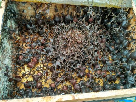 Ngobu Klanceng: BUDIDAYA LEBAH MADU TRIGONA SP