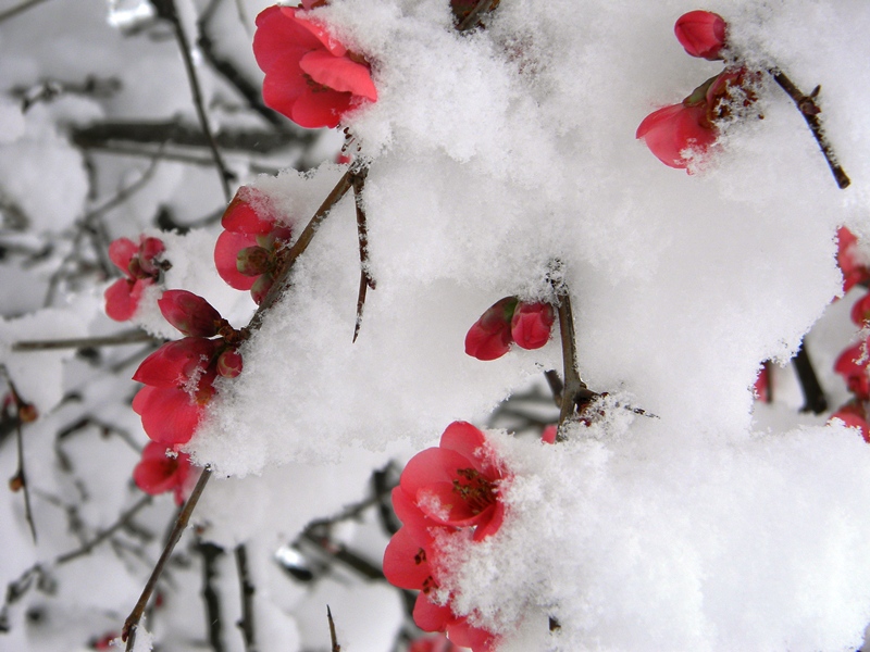 SWAC Girl: Snow-covered spring flowers