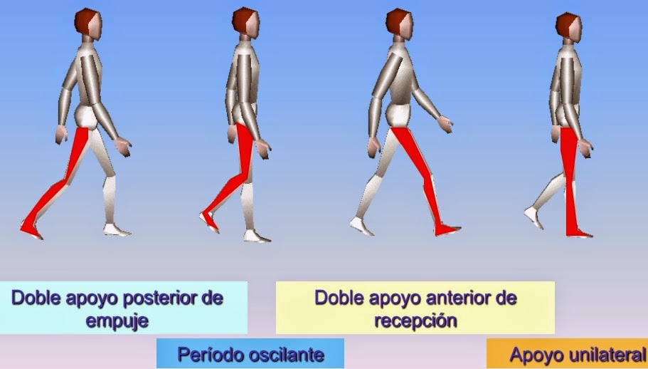 MAS ALLÁ DE LA TERAPIA MANUAL: LA MARCHA