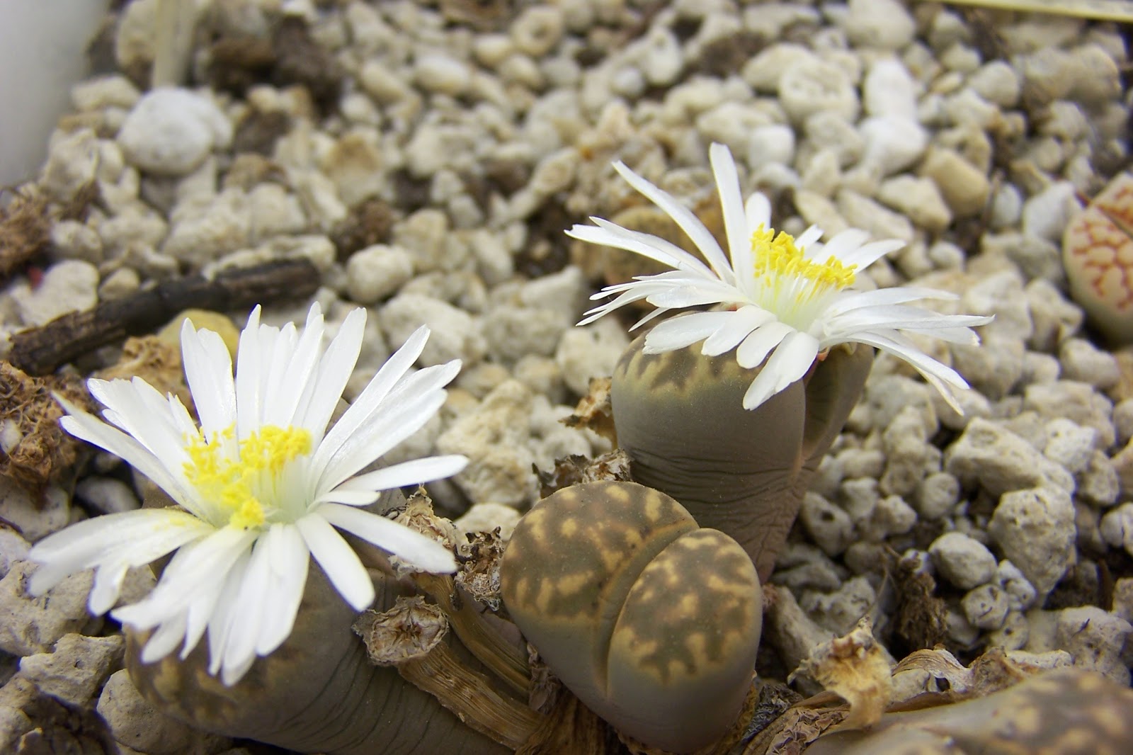 Oregon Cactus Blog: Lithops karasmontana var. bella