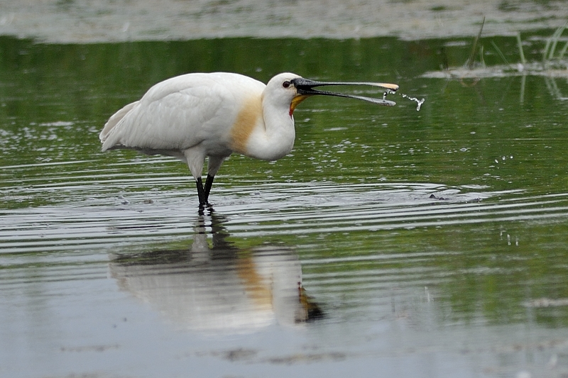 Outdoor Photography: Lepelaar in de Vockestaert