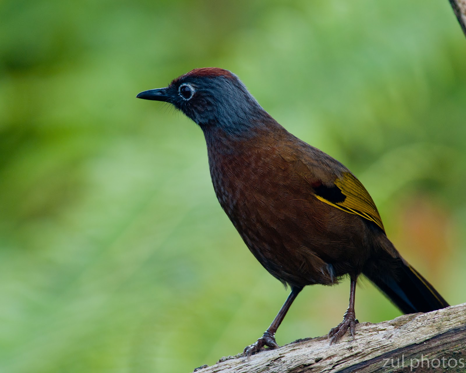 Zul Ya - Birds of Peninsular Malaysia: Malaysian Laughingthrush