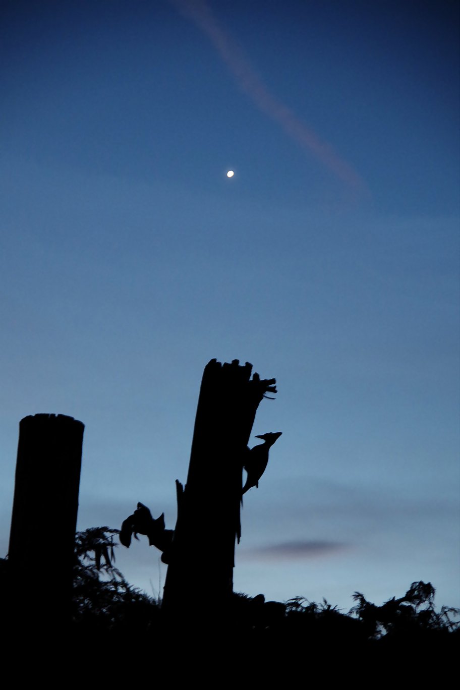 Birds of the Heath: Venus: a splendid sight in the dawn sky!