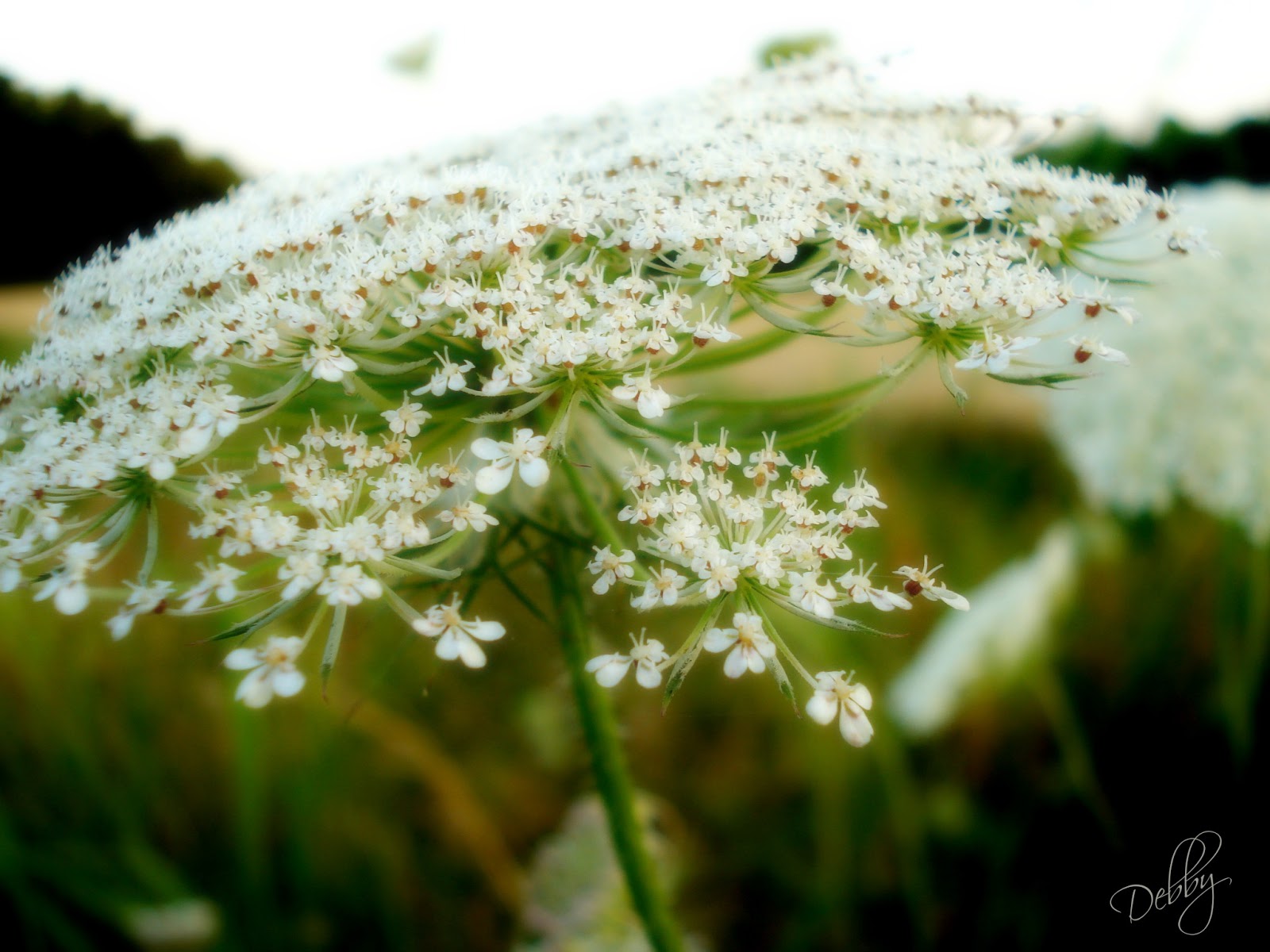 My Favorite Things: Beautiful Weeds