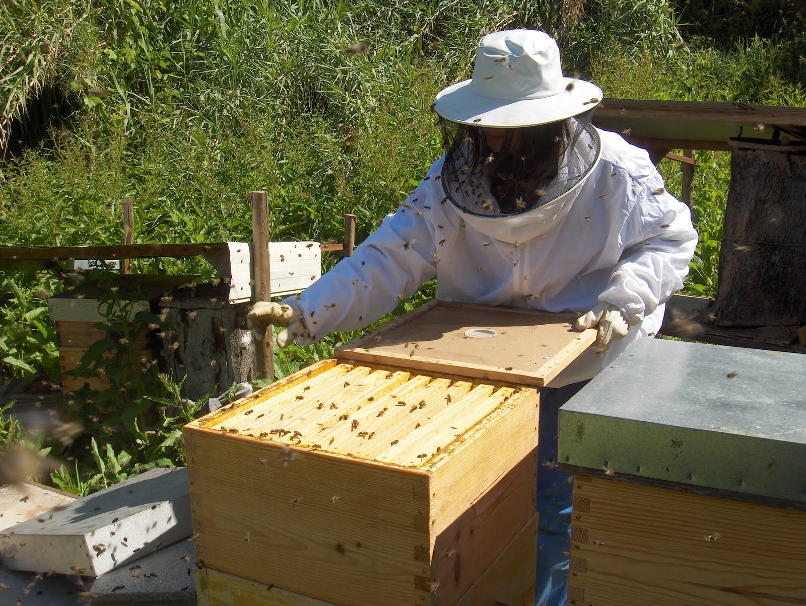 ABELHAS E MEL: DE VISITA AO APIÁRIO