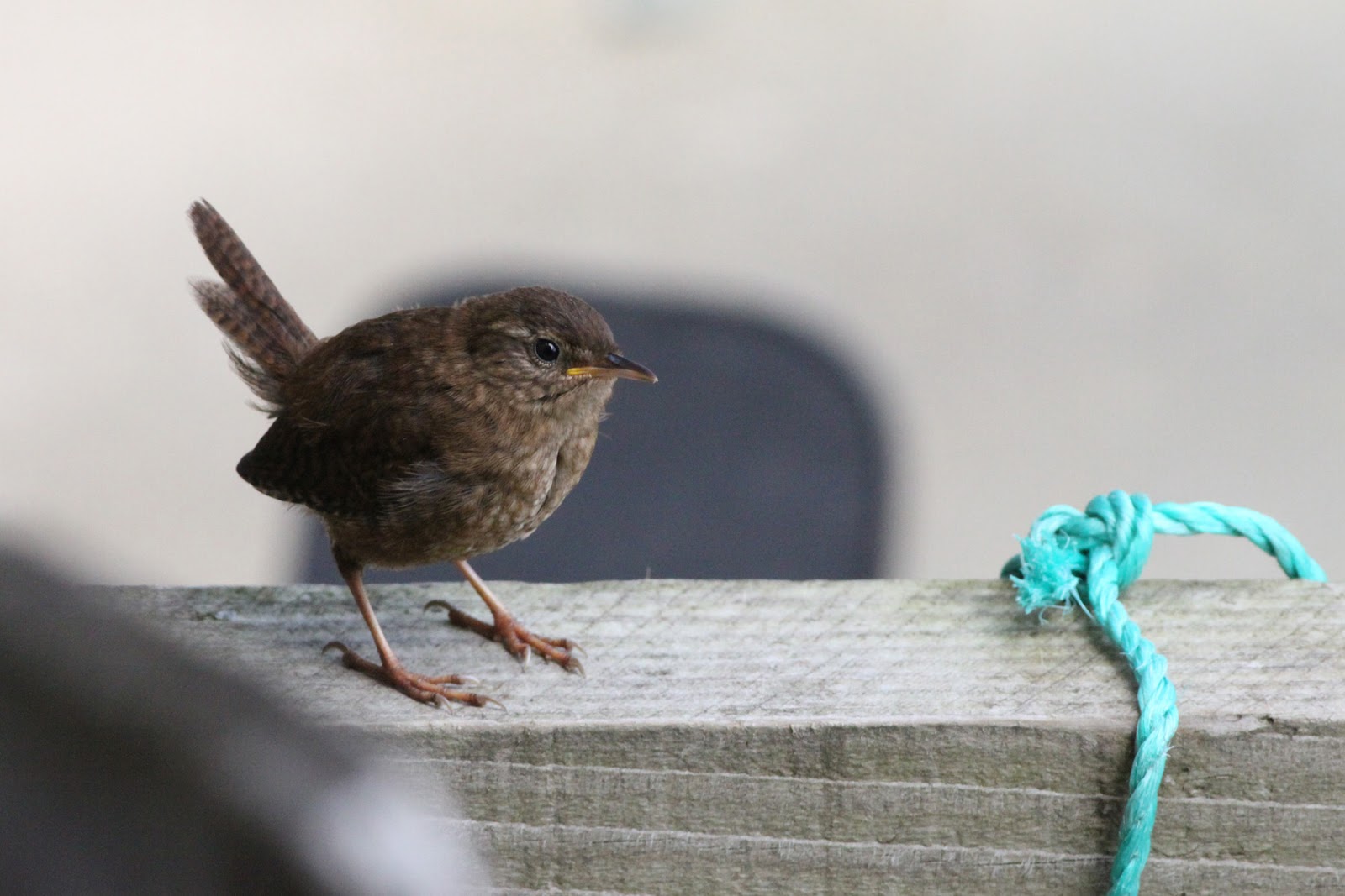 Fair Isle Bird Observatory: the Warden's diary: July 2013