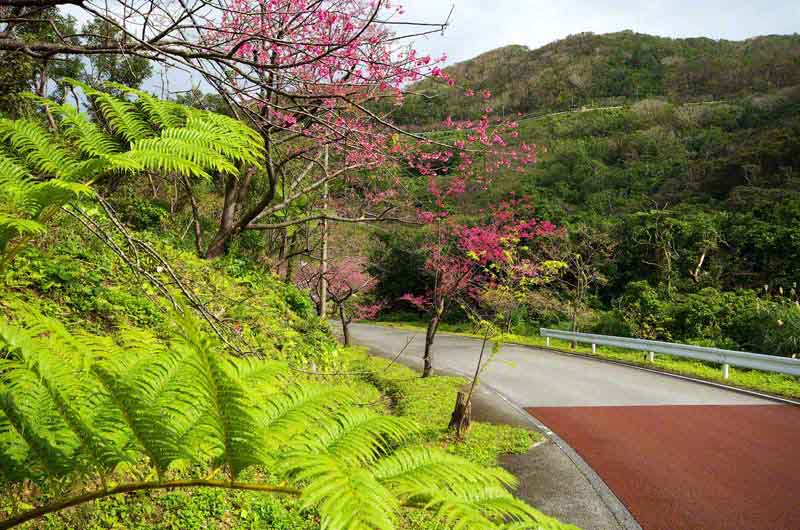 Ryukyu Life: Sakura (桜) Report: Mt. Yaedake in Photos