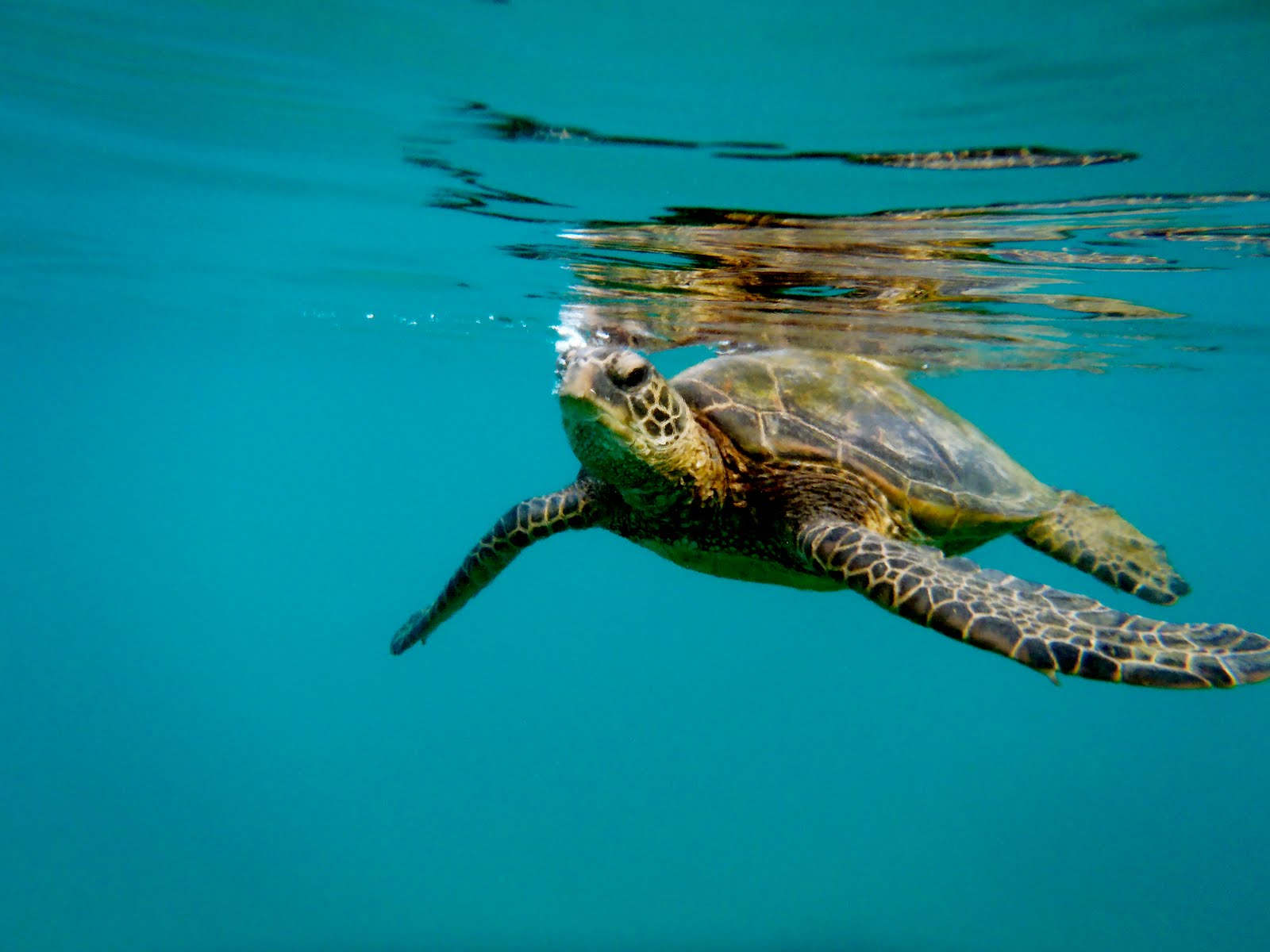 Professor Boardman's Bioblog: Green Sea Turtles