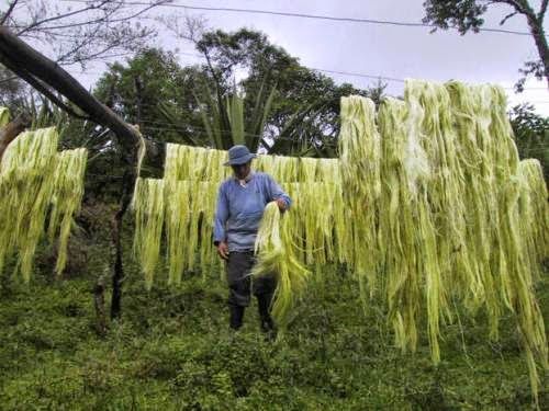 andandoporbogota: EL FIQUE: UNA PLANTA INDUSTRIAL DE ELEVADAS ...