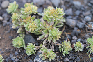 Paisaje protegido de La Geria.