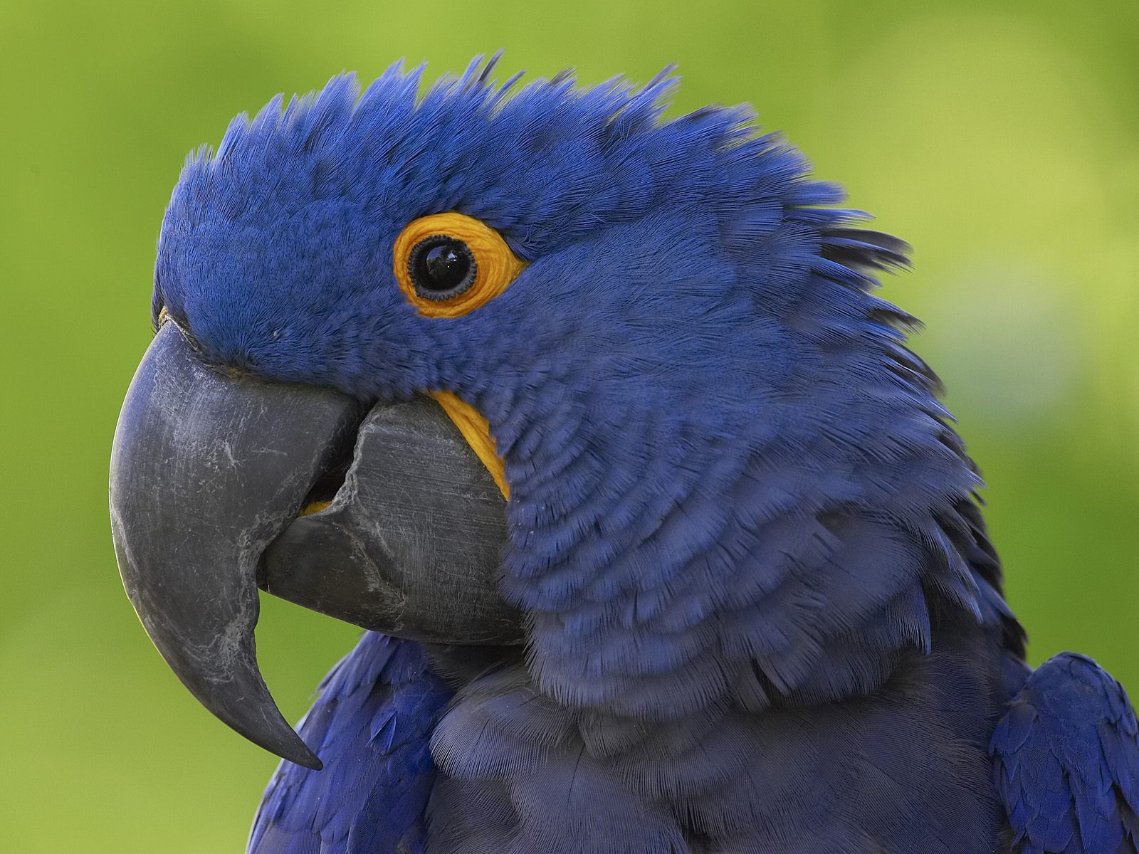 Animales con encanto: El Loro Azul