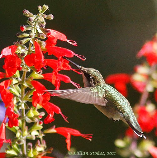 STOKES BIRDING BLOG: What's Happening Now with Birds in August, What ...