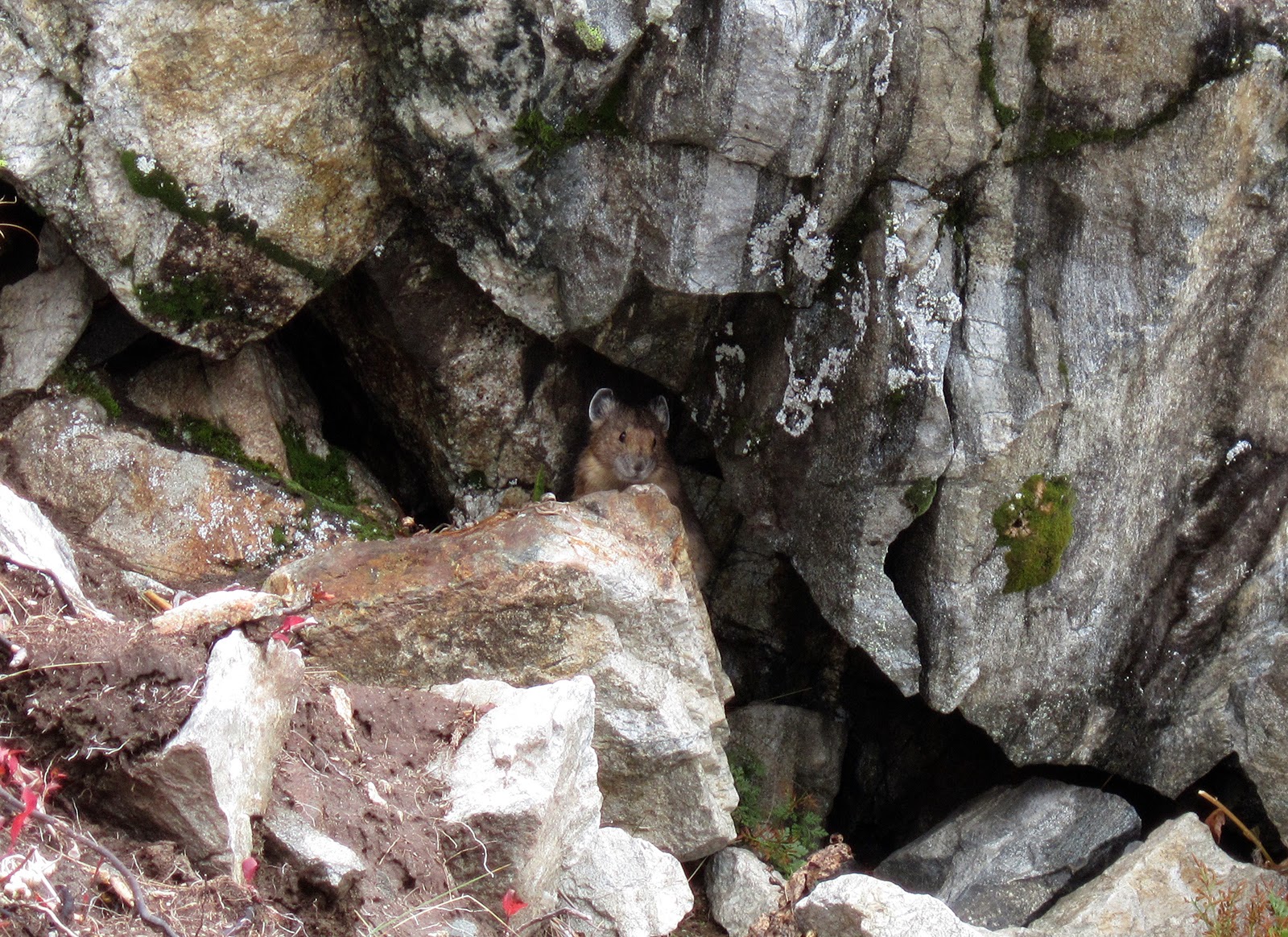 Seeking Ultra: Spider Gap-Buck Creek Pass loop, Glacier Peak Wilderness