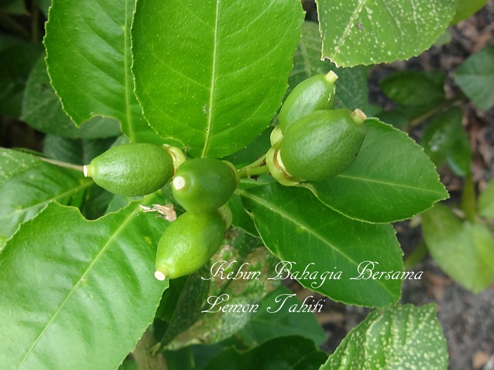 Kebun Bahagia Bersama: Tahitian Lemon